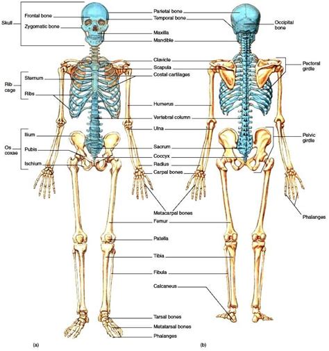 Common Skeletal Structure Diagrams Skeletal System Diagram A