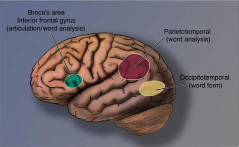 [pdf] ventral occipito temporal cortex function and anatomical connectivity in reading