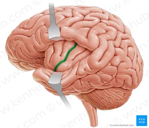 What Does The Central Sulcus Do Mapasgmaes