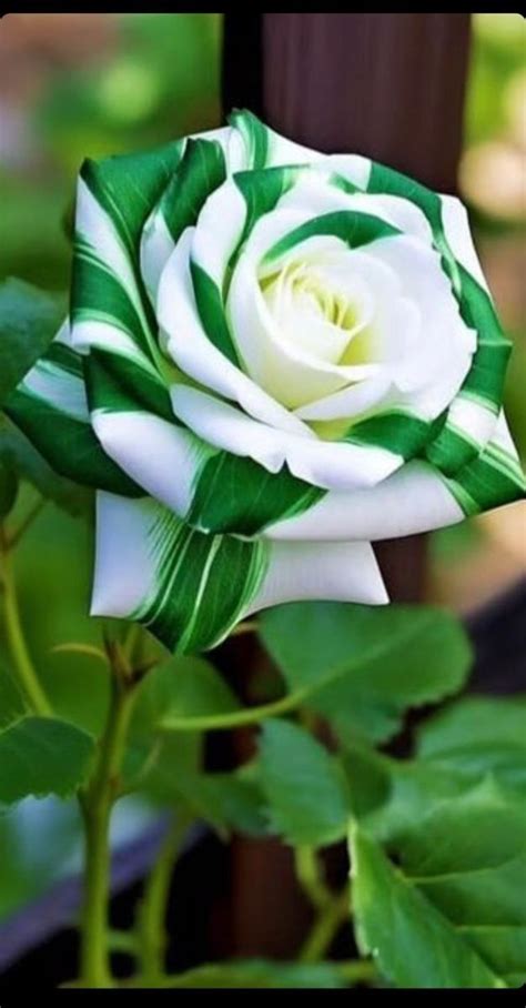 Green And White Striped Rose Bush 20 Seedsrare Free Etsy Artofit
