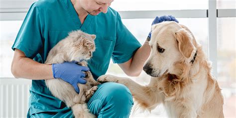 Riesgos laborales de los veterinarios MAS Prevención