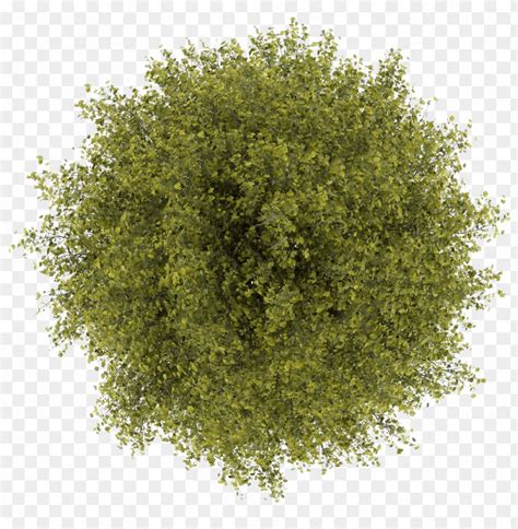 Trees Top View PNG Transparent With Clear Background ID 162536 TopPNG