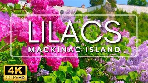THE LARGEST LILACS IN THE WORLD Mackinac Island Lilac Festival