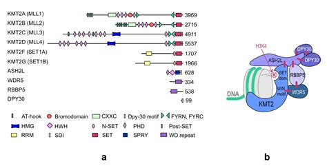 Histone Lysine N Methyltransferase Subclass Complexes Encyclopedia MDPI