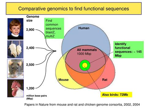 PPT Comparative Genomics I Tools For Comparative Genomics PowerPoint