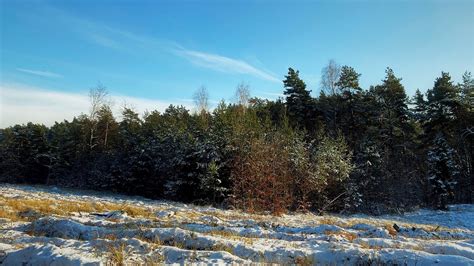 Nieve Invierno Bosque Foto Gratis En Pixabay Pixabay