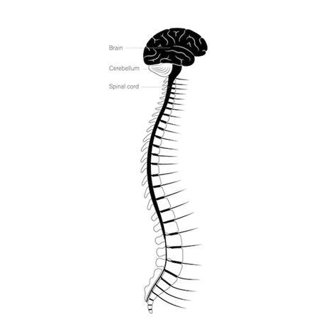 Anatomia Da Medula Espinhal Anatomia Da Medula Espinhal Principal The