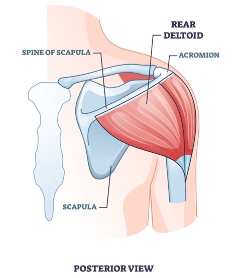 Posterior Deltoid Stretch