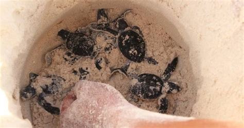 Asociacion Ecologista Rio Mocoreta Protegen Nidos De Tortuga Marinas