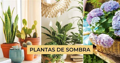 12 plantas de sombra cuáles son y cómo cuidarlas