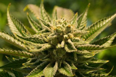 Día Mundial de la Marihuana datos y curiosidades que debes conocer