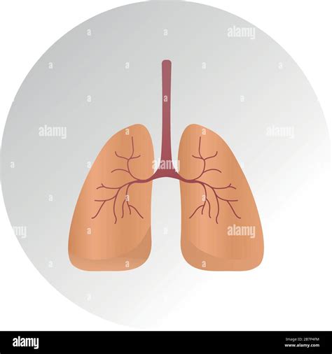 Lung Cancer Diagram In Detail Illustration Lung Anatomy Vector Lung