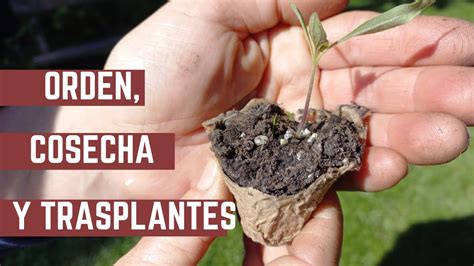 Funcionó el Método de Las Papas Transplantamos Tomates Haciendo