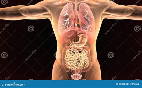 Illustration D Des Organes De Corps Humain Illustration Stock