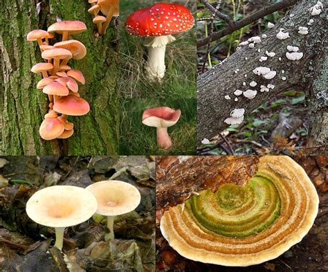 Clasificaci N De Los Seres Vivos Reino Fungi