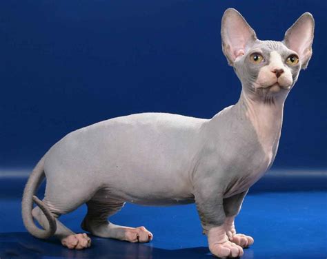Cuántos años vive un gato Rex Californiano Blog de ADOPTA un Animal