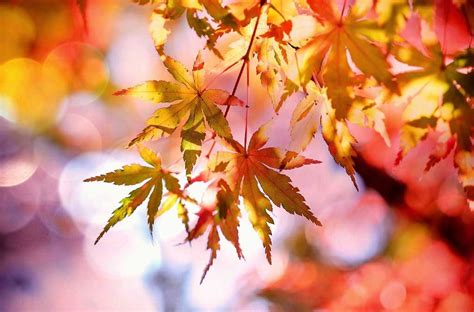 Otoño 2022 Cuándo es el equinoccio en México