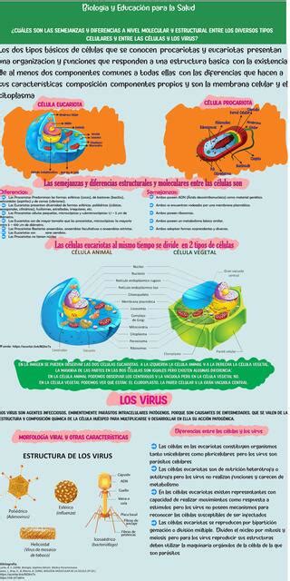Semejanzas Y Diferencias Entre Las Celulas Procariotas Y
