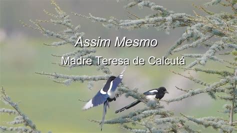 Assim Mesmo Madre Teresa de Calcutá YouTube