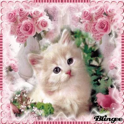 Kitten Kitten Discover Share Gifs