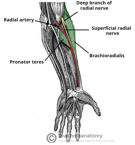 Superficial Radial Nerve Course Functions Teachmeanatomy