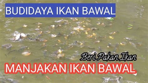 Ikanbawai Budidaya Ikan Bawal Rutinitas Ngasih Pakan Ikan Bawal Youtube