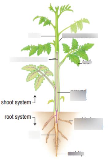 Vascular Plants Diagram