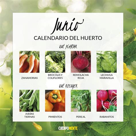 Calendario de siembra para el huerto urbano qué plantar y cosechar