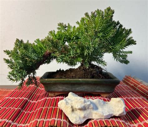 Juniper Bonsai Juniperus Height Tree 14 Cm Depth Tree 28 Cm