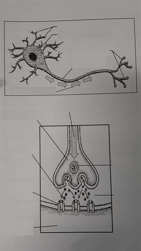 Psychology Biological Approach Diagram Quizlet
