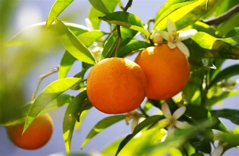 Cómo podar un árbol frutal consejos básicos Bien hecho