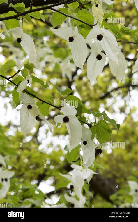 Davidia Involucrata Árbol fantasma Árbol de paloma Pañuelo flores de