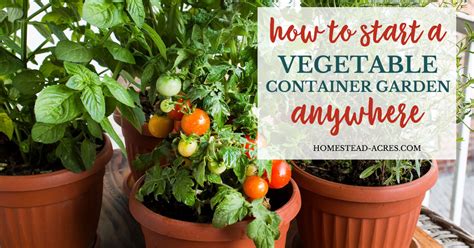 Vegetable Container Gardening For Beginners Homestead Acres
