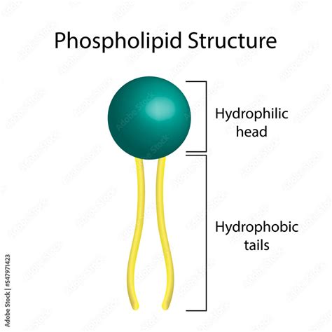 Vektorová grafika Phospholipid Molecule Structure Hydrophilic Head