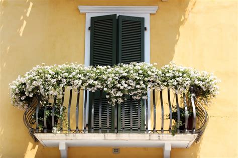 PIANTE INVERNALI DA BALCONE LE SPECIE CHE FIORISCONO CON IL FREDDO FOTO