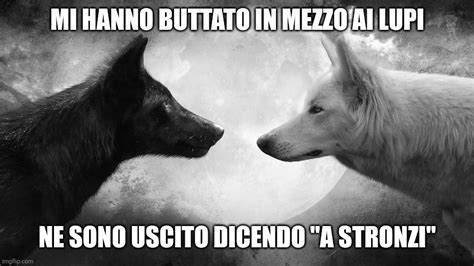 You Have Two Wolves Imgflip