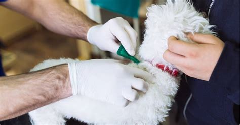 Cómo eliminar las pulgas de mi perro PidePienso