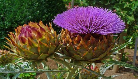 Alcaucil Origen Descripción Variedades Cultivo Cuidados Y Usos