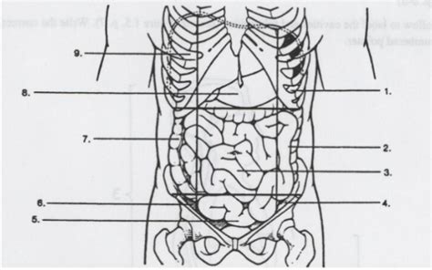 Regions Of Abdominopelvic Cavity Diagram Quizlet