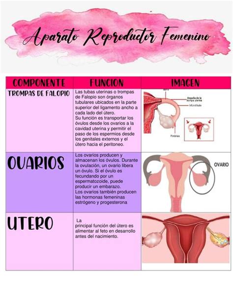 Aparato Reproductor Femenino Vázquez Vivanco Doris Aurora uDocz