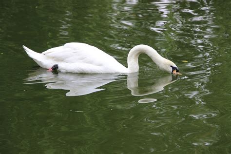 Schwan Weißer Vogel Kostenloses Foto auf Pixabay
