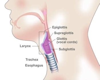 Understanding Larynx Cancer Ask The Nurse Expert