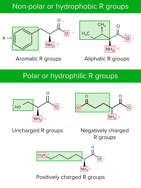Basics Of Amino Acids Concise Medical Knowledge