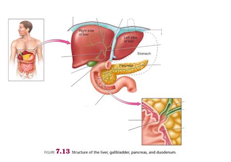 Liver Gallbladder Pancreas Duodenum Diagram Diagram Quizlet