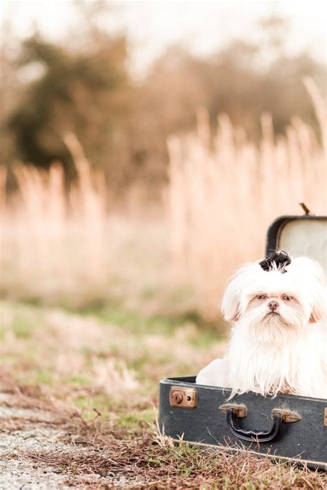 Shih Tzu Puppies For Sale Winston Salem NC 345822