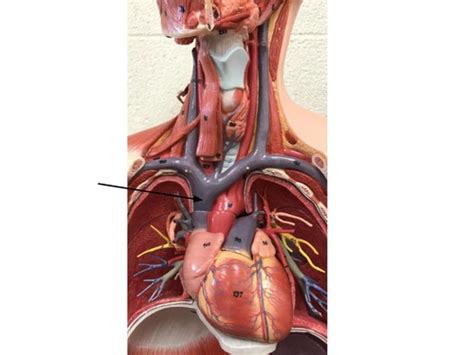 Lab Veins Torso Model Flashcards Quizlet