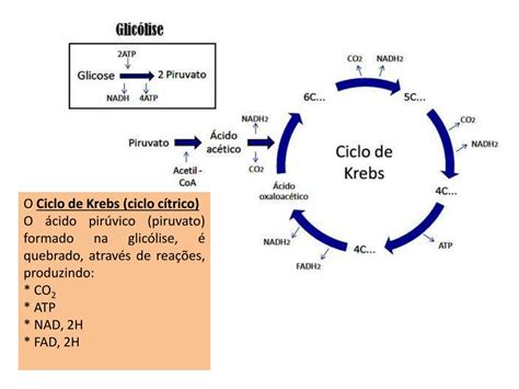 PPT RESPIRAÇÃO CELULAR GLICÓLISE ocorre no citosol hialoplasma