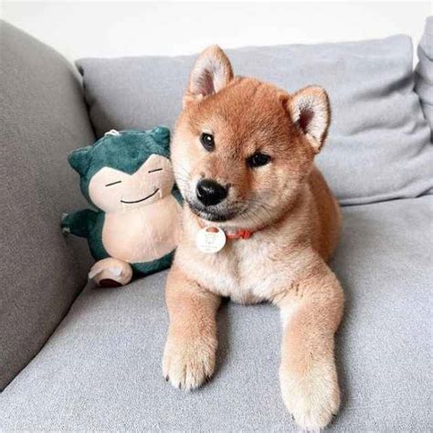 Cual Es El Precio Promedio De Un Cachorro Shiba Inu