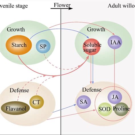 schematic representation of sexual differences in resource allocation download scientific