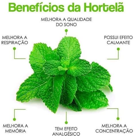 Benefícios da Hortelã Herbs Plant leaves Healthy diet plans